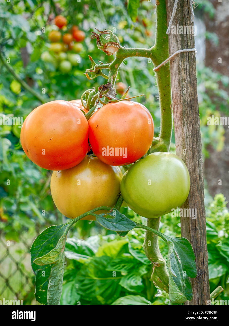 Bush with ripening tomatoes Stock Photo - Alamy