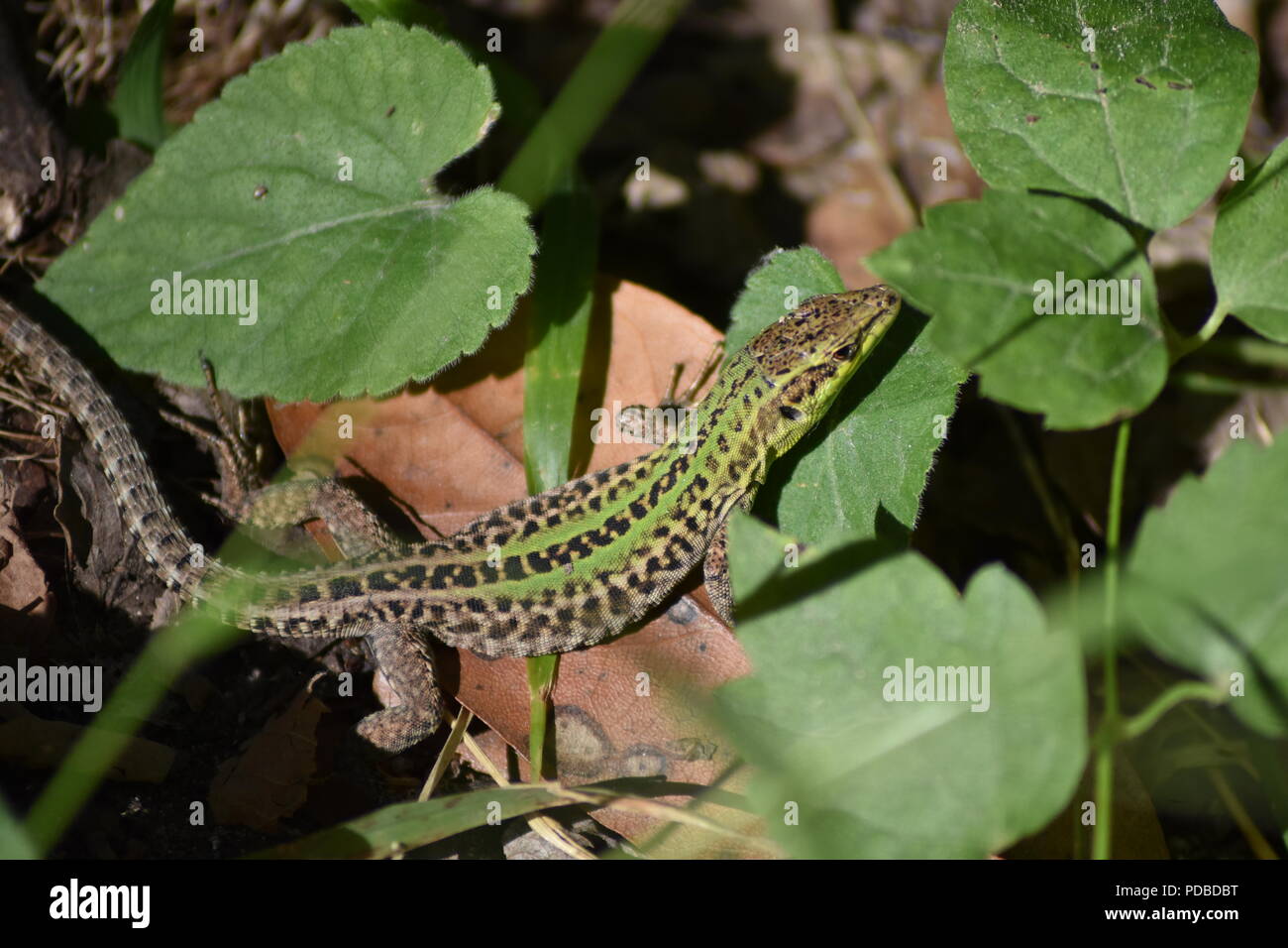 Green and Brown Patterned Italian Wall Lizard Resting Among the Forrest ...