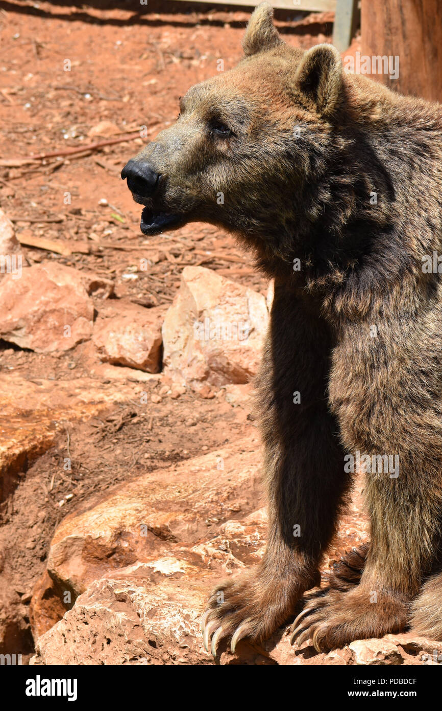 Watchful Brown Bear Stock Photo - Alamy