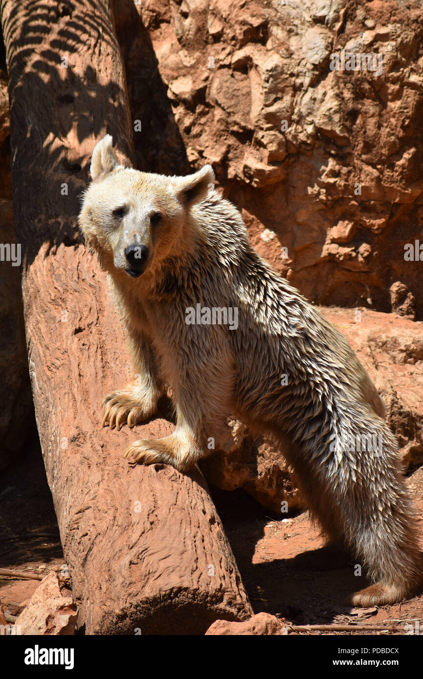 Watchful Brown Bear Leaning on Log Stock Photo - Alamy