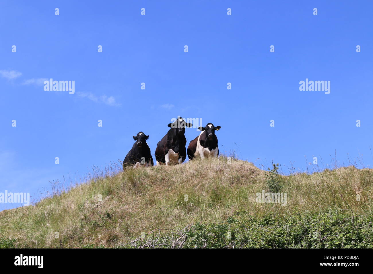 Colourful cows hi-res stock photography and images - Alamy