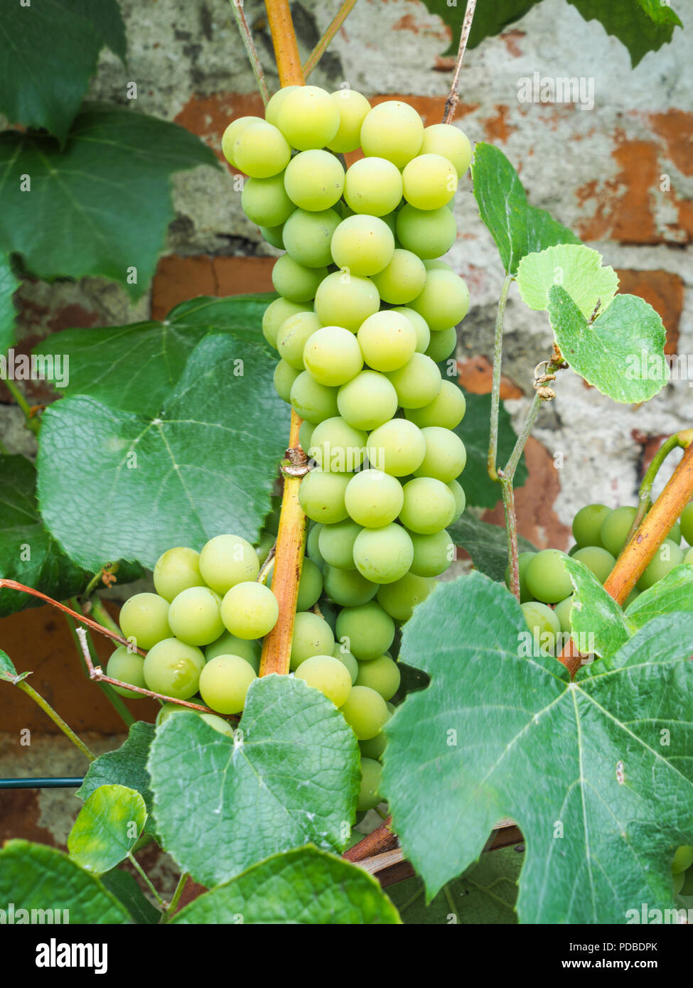 Grapes bush hi-res stock photography and images - Alamy