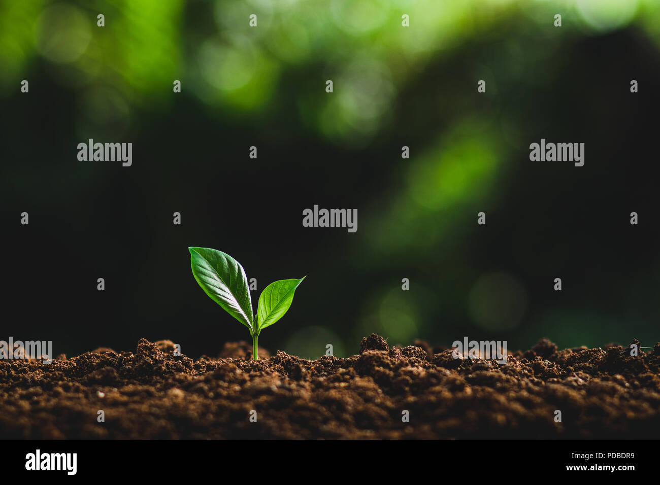 plant tree in neutral background Close-Up Of Fresh Green Plant Stock ...
