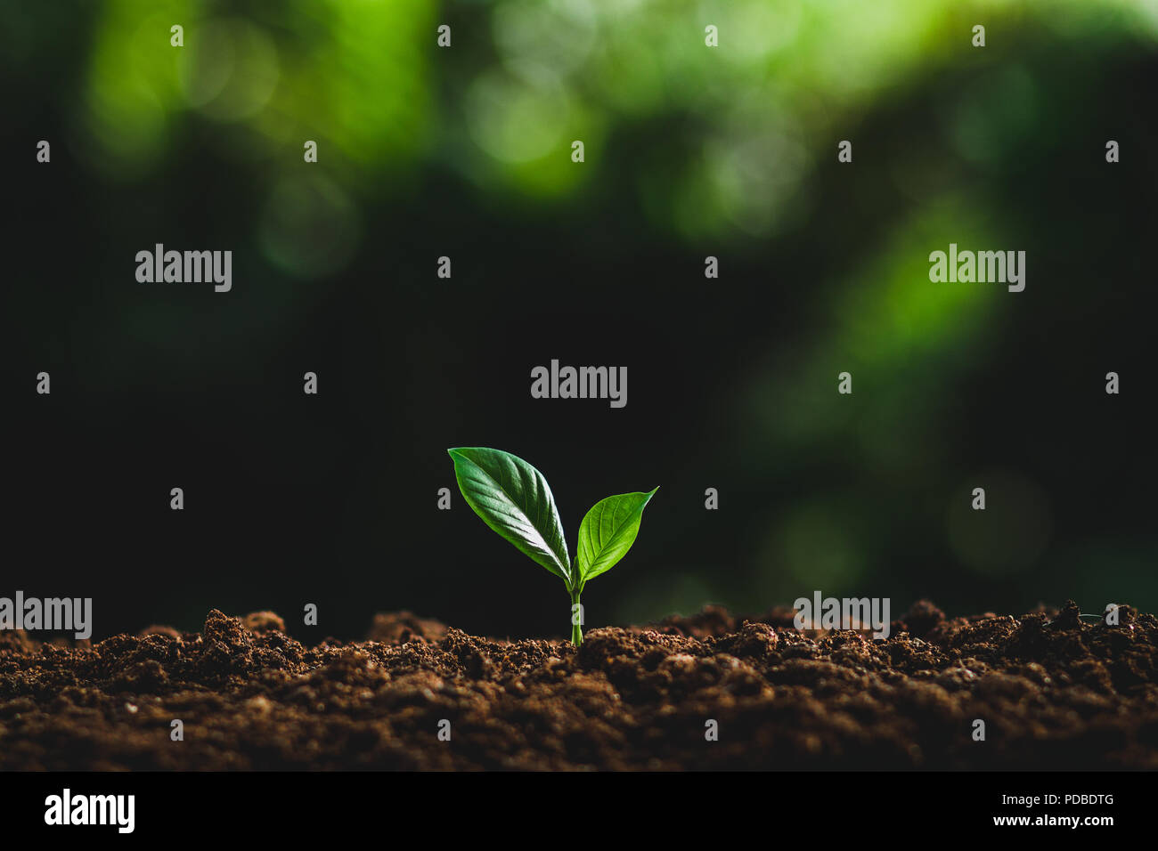 plant tree in neutral background Close-Up Of Fresh Green Plant Stock ...