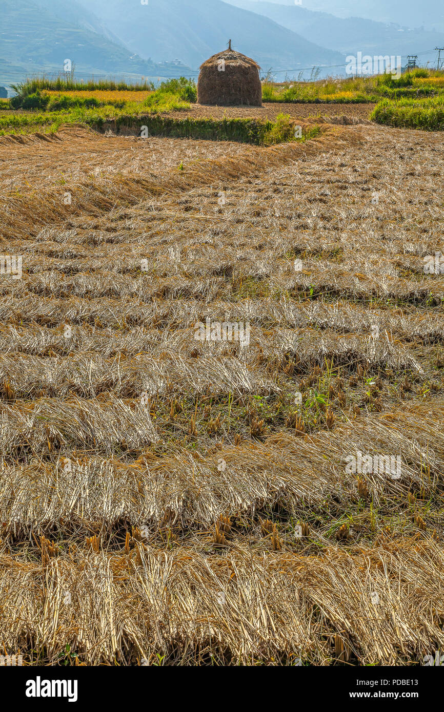 Rice drying hi-res stock photography and images - Alamy