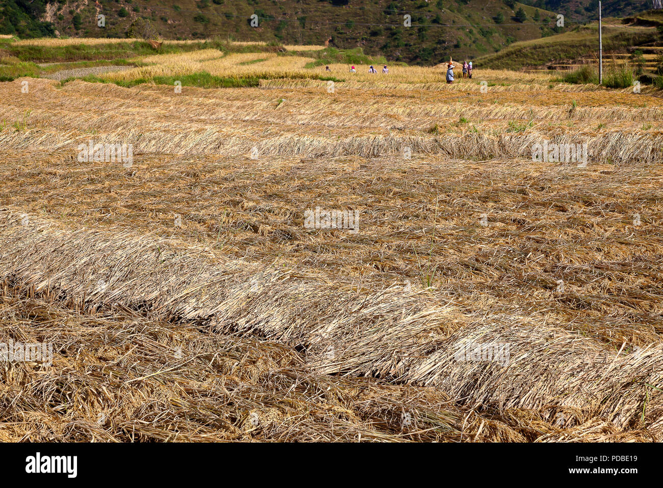 Rice drying hi-res stock photography and images - Alamy