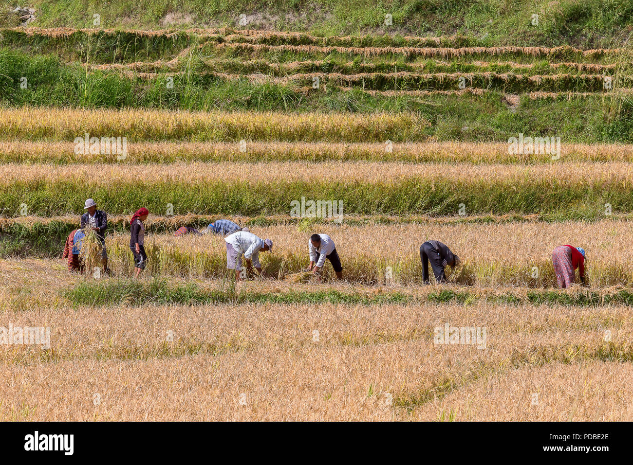 Peasants harvesting rice by hand with sickles, Pana village, Bhutan ...