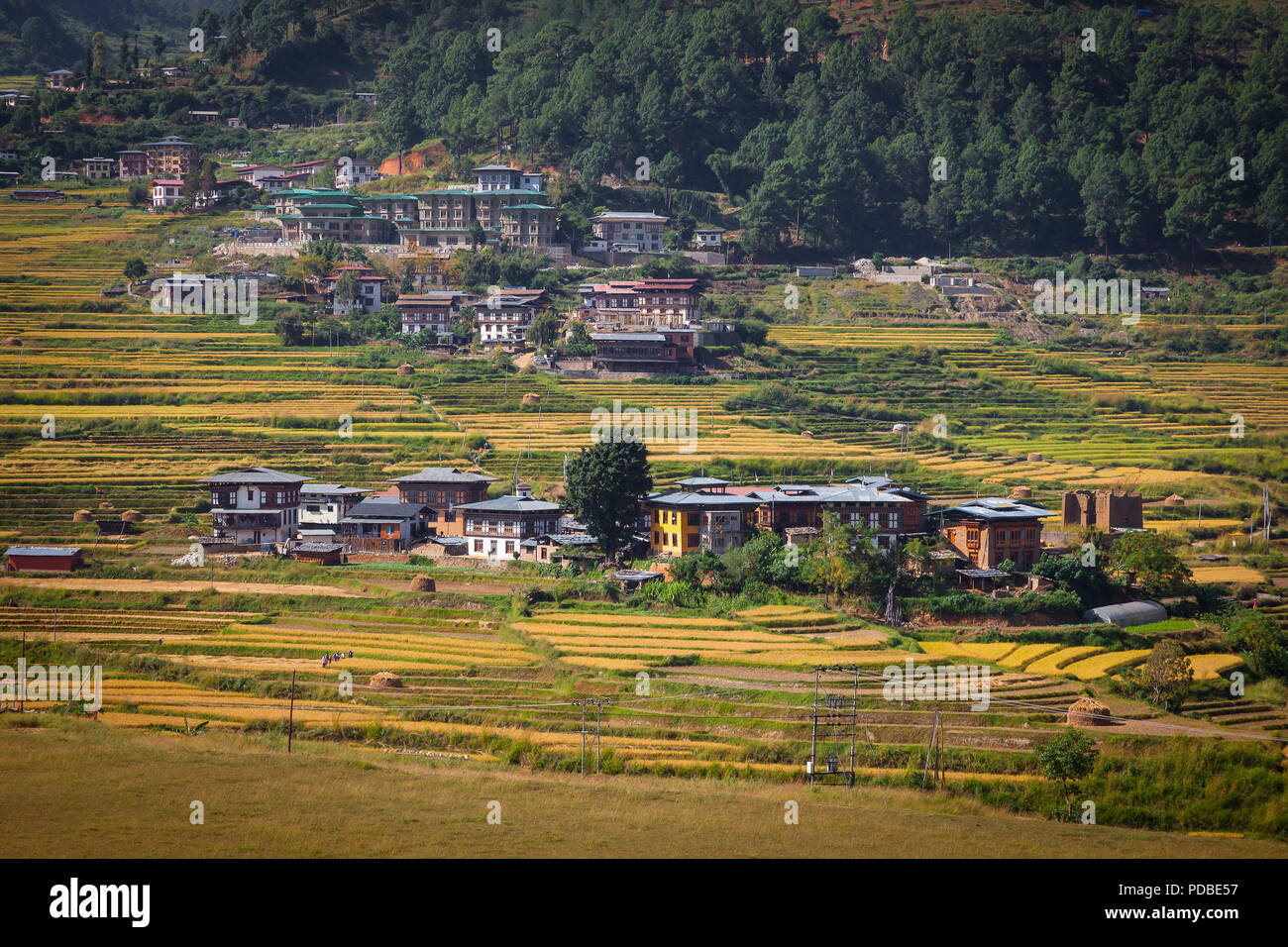 View of Bhutanese village and peasant harvesting a rice paddy, Bhutan ...