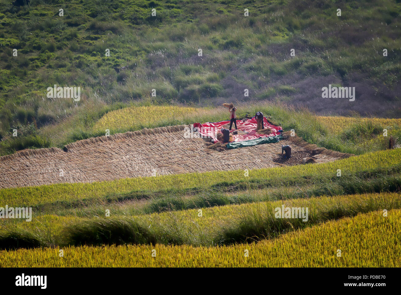 Threshing the rice, Bhutan Stock Photo - Alamy