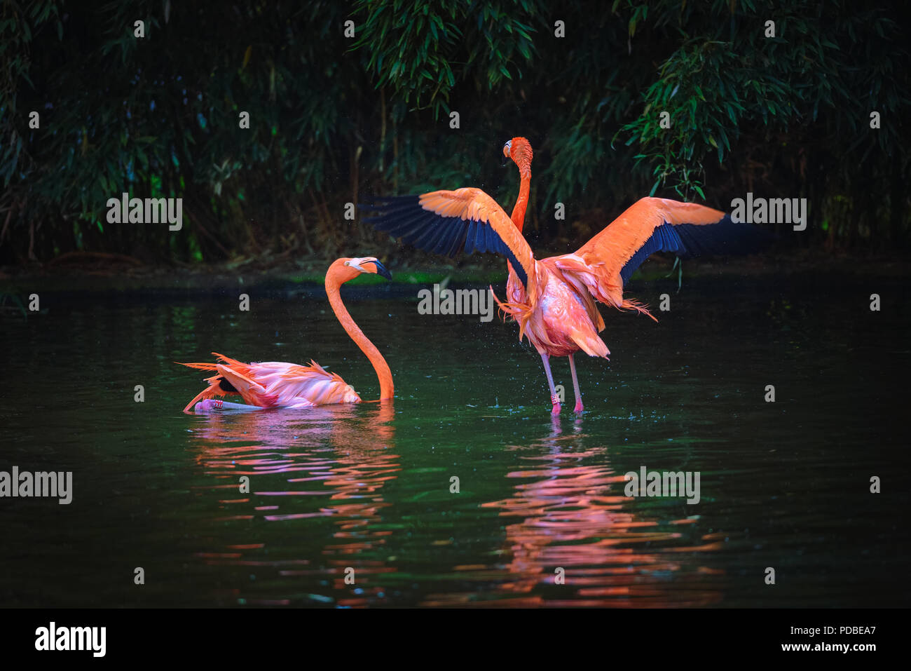 Caribbean flamingos hi-res stock photography and images - Alamy