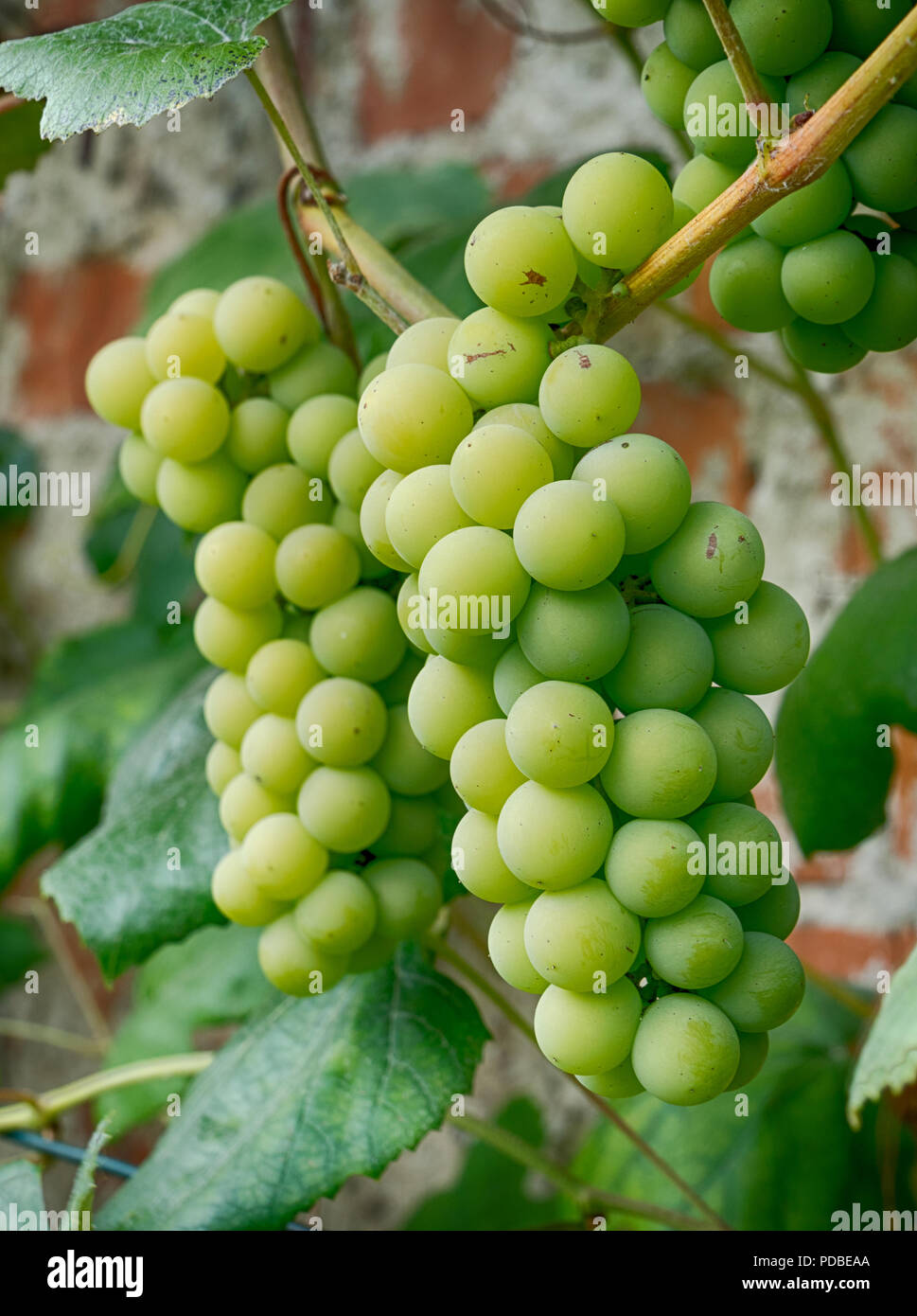 Grapes bush hi-res stock photography and images - Alamy