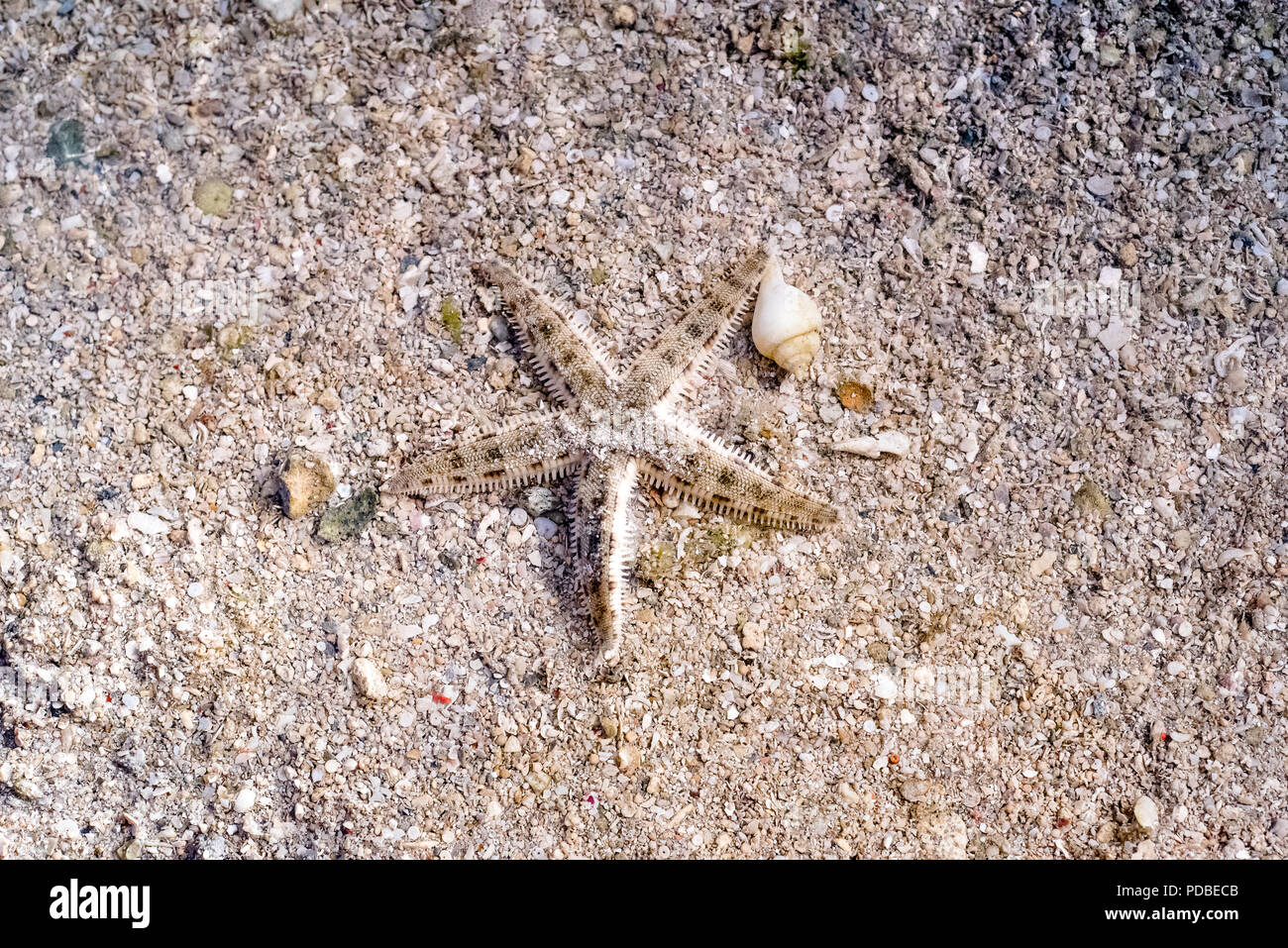 Batangas fish hi-res stock photography and images - Alamy