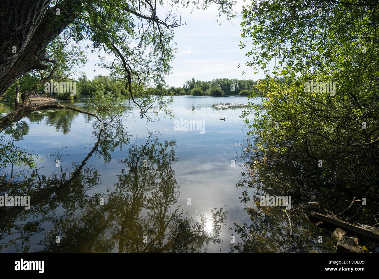 Reflection of branches in the water hi-res stock photography and images ...