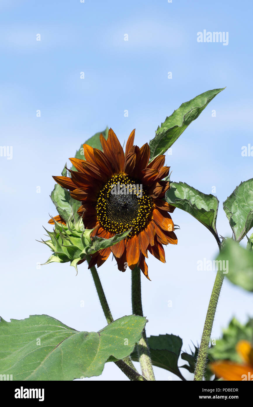 Sunflower Solar Eclipse Stock Photo - Alamy