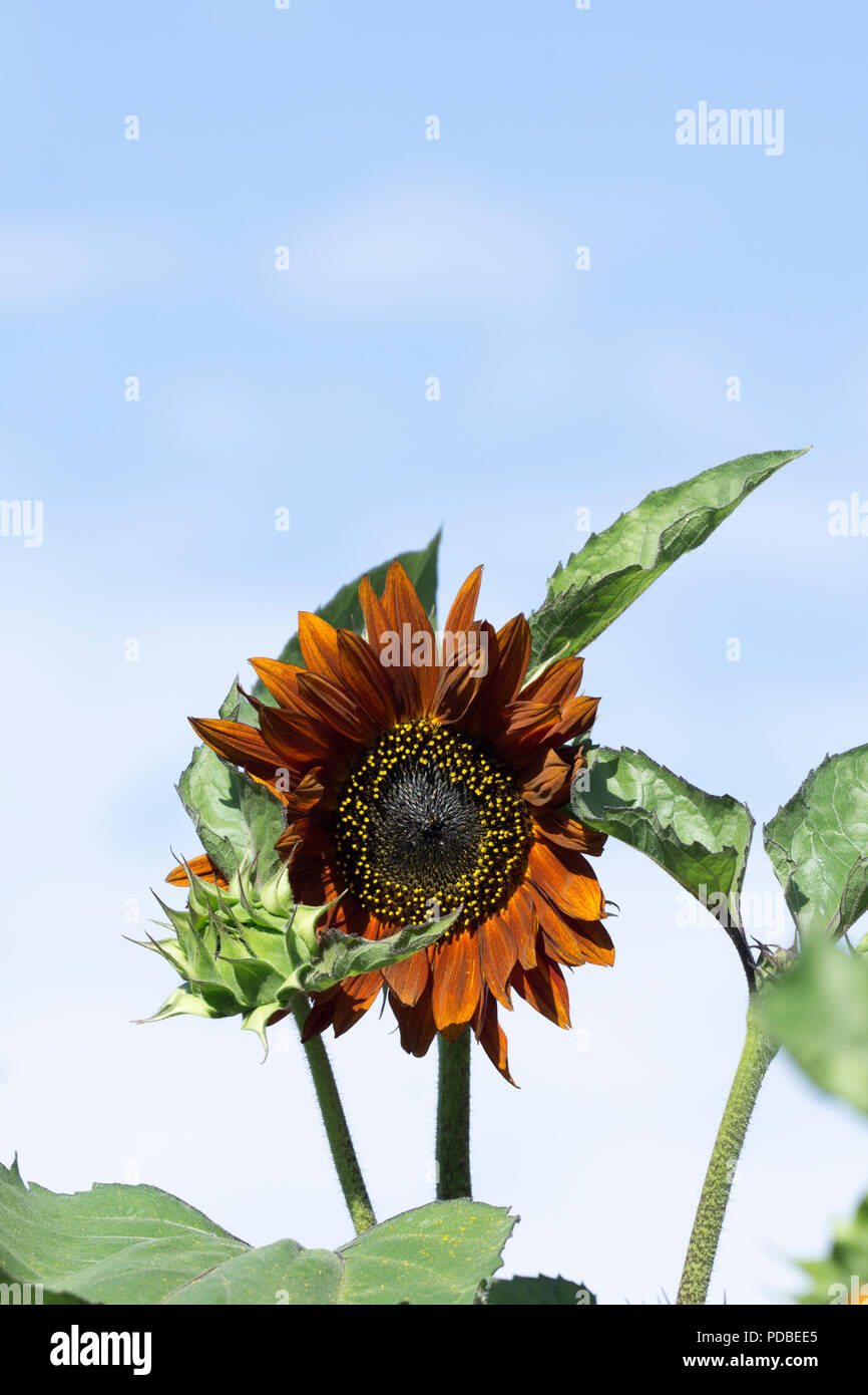 Sunflower Solar Eclipse Stock Photo - Alamy