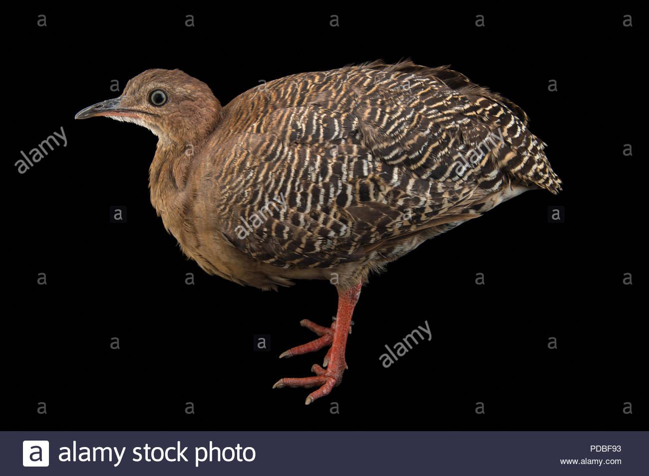 Tinamou Stock Photos & Tinamou Stock Images - Alamy