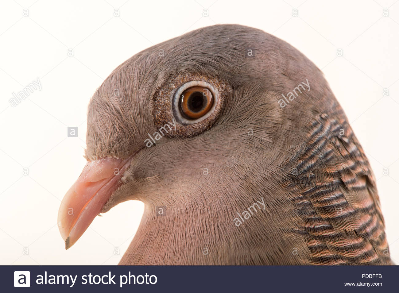 Patagioenas Stock Photos & Patagioenas Stock Images - Alamy
