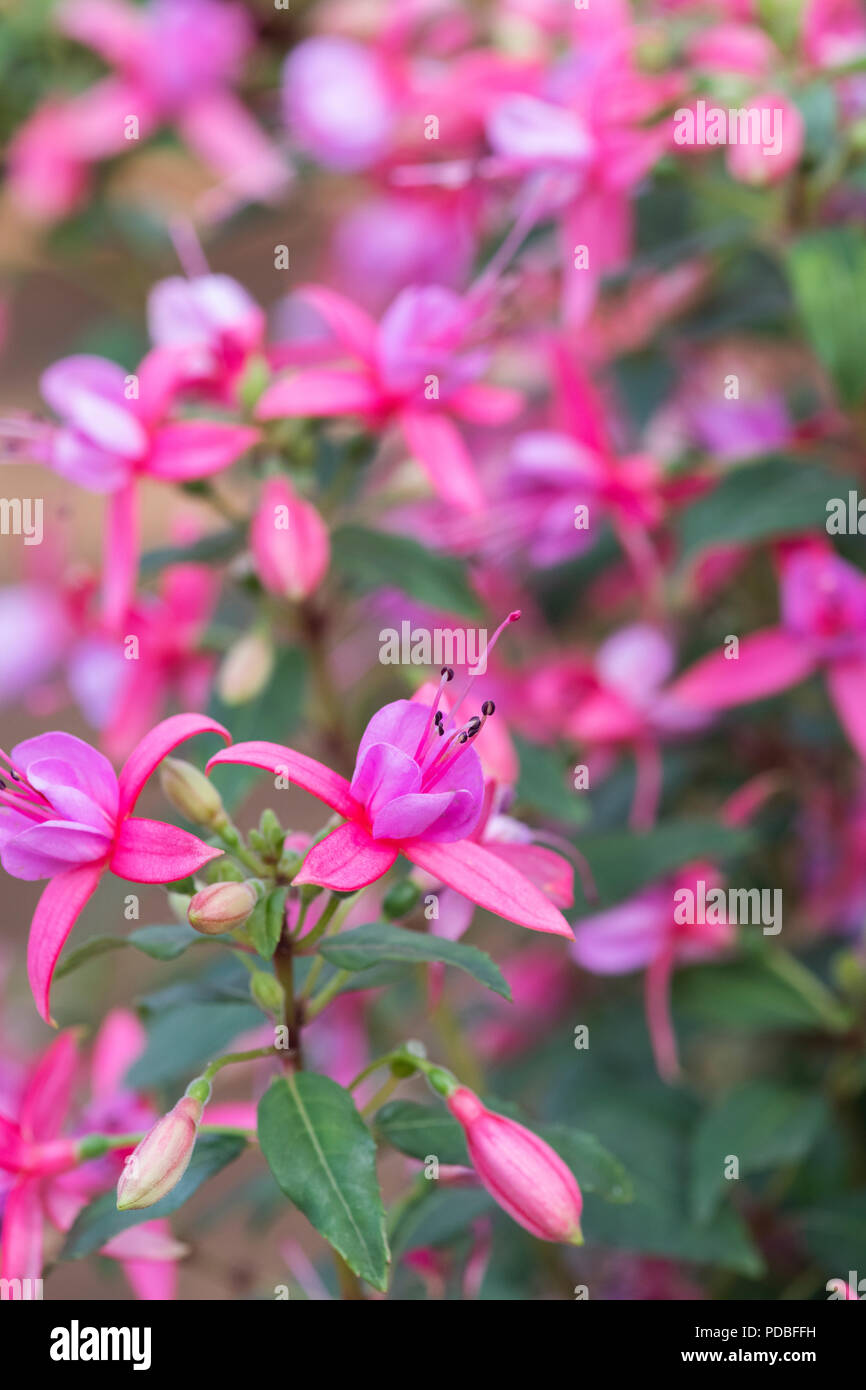 Fuchsia rose color hi-res stock photography and images - Alamy
