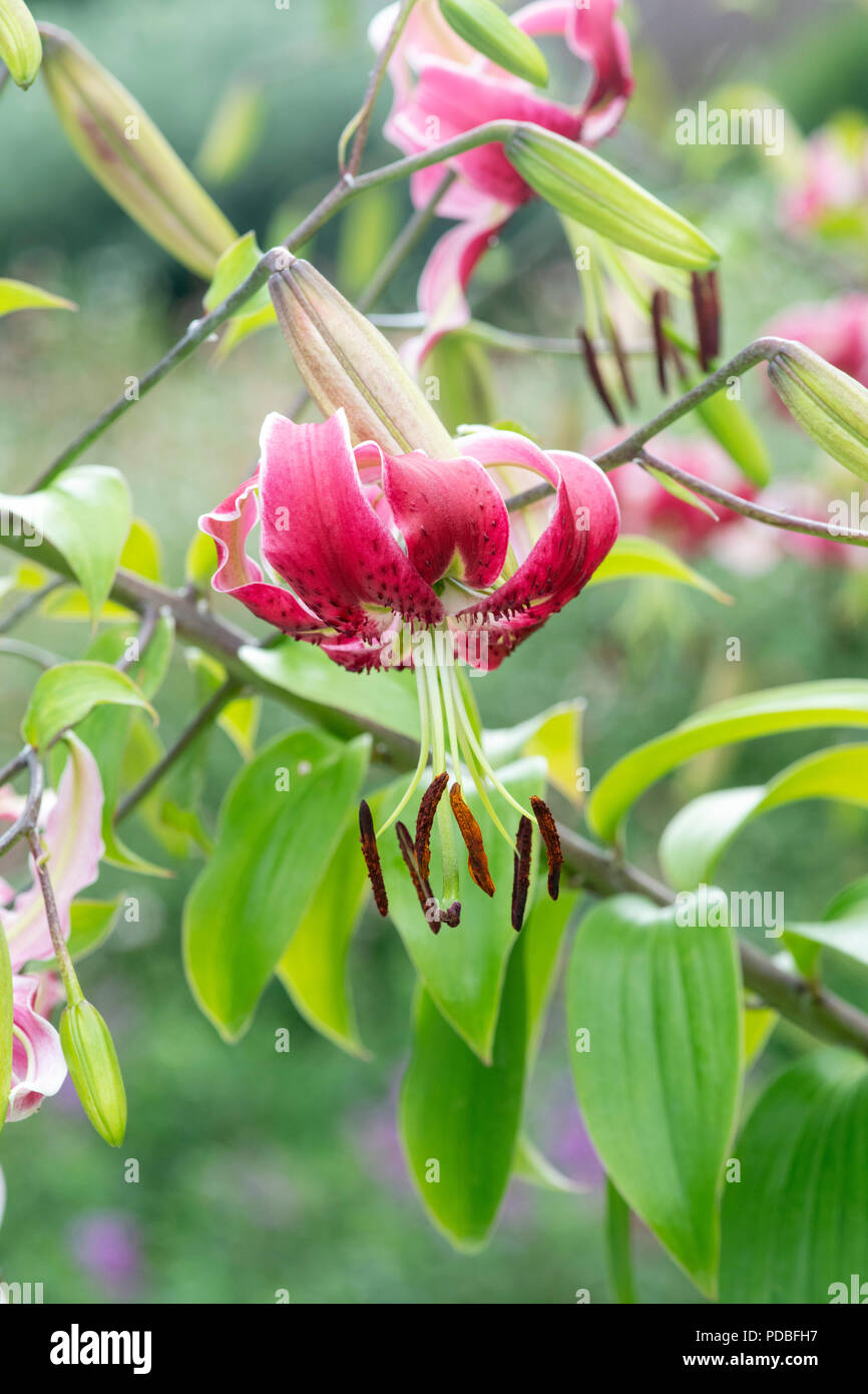Lilium 'Black Beauty’. Orienpet Lily / Oriental Lily ‘Black Beauty ...