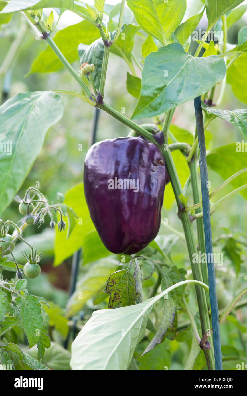 Purple hued tequila bell peppers hi-res stock photography and images ...