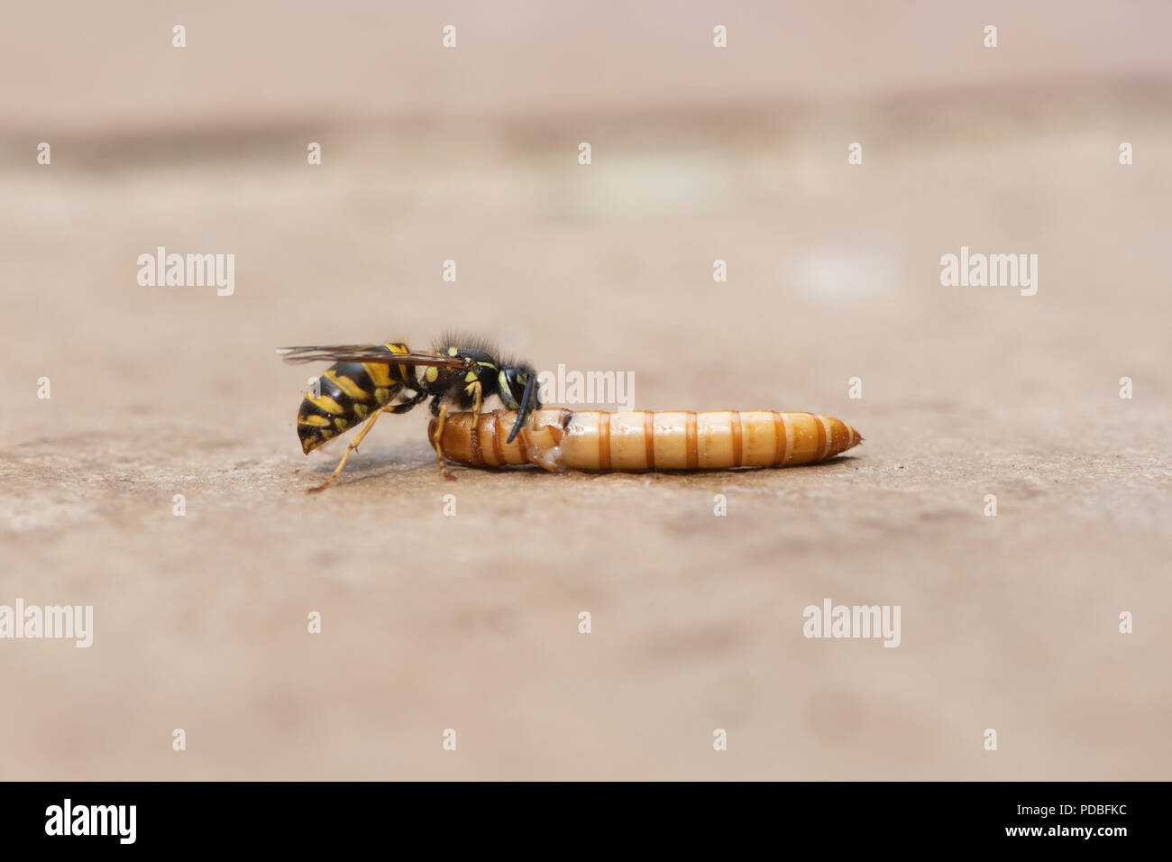 Eating wasps hi-res stock photography and images - Alamy