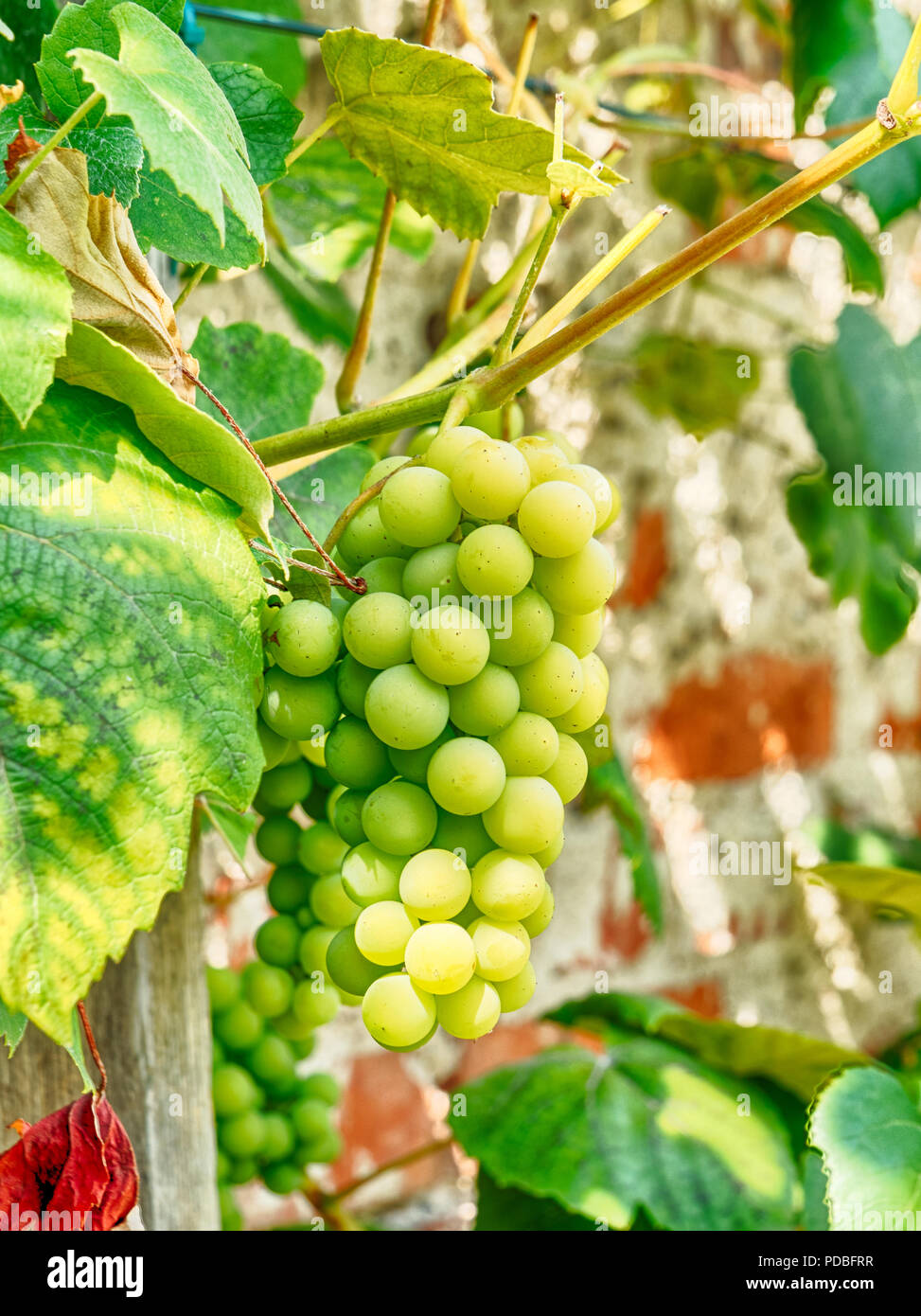 bunches of grapes ripening on the bush Stock Photo - Alamy