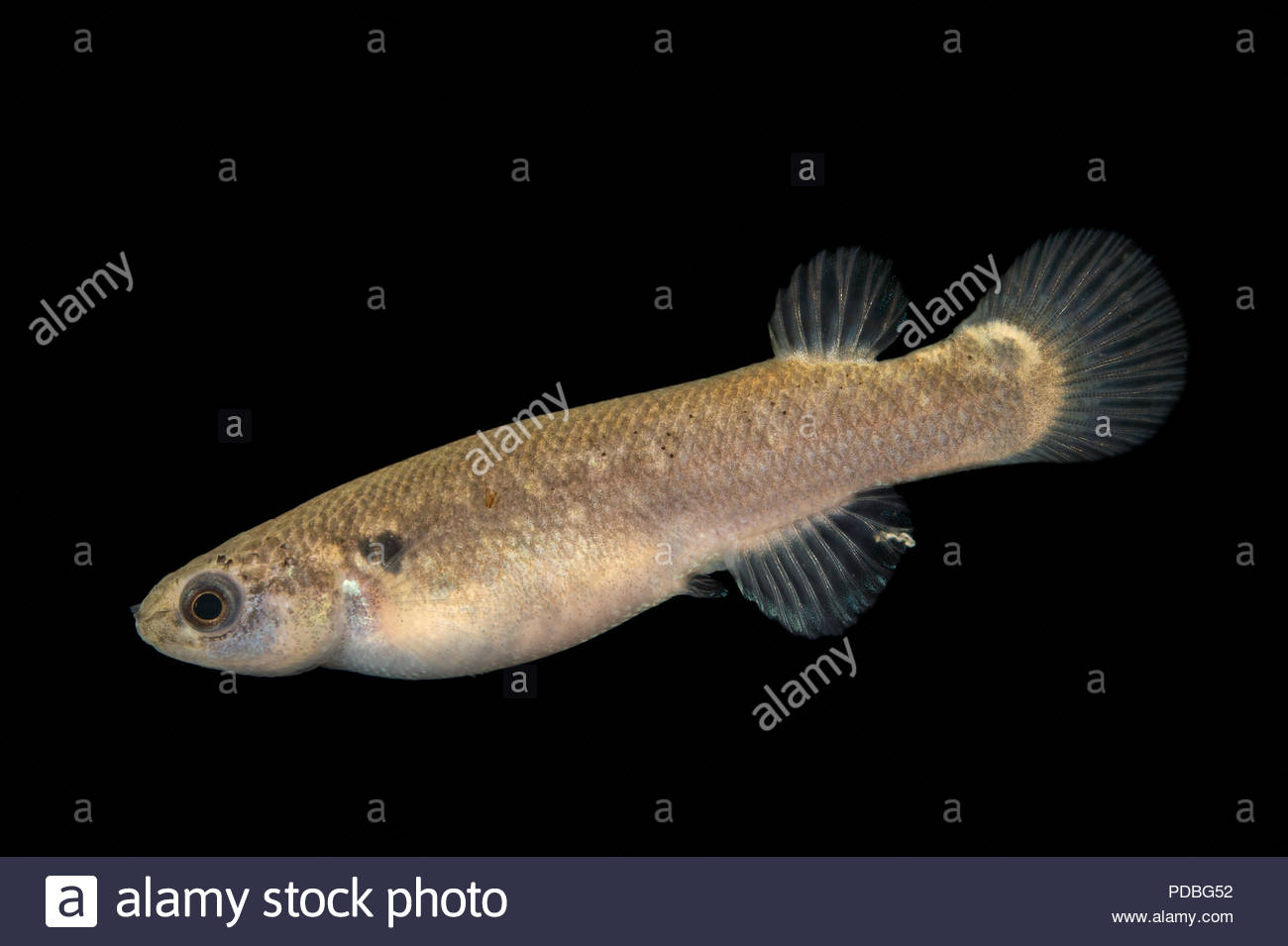 Mangrove Fish Stock Photos & Mangrove Fish Stock Images - Alamy