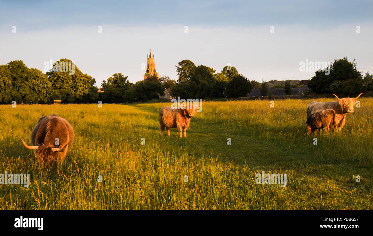 Cows on minchinhampton common hi-res stock photography and images - Alamy