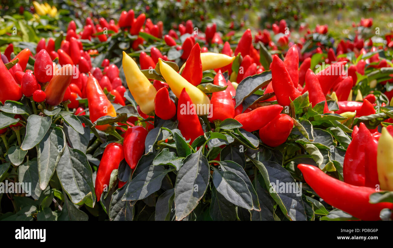 Ripe red and yellow bird's eye chili shrubs Stock Photo - Alamy