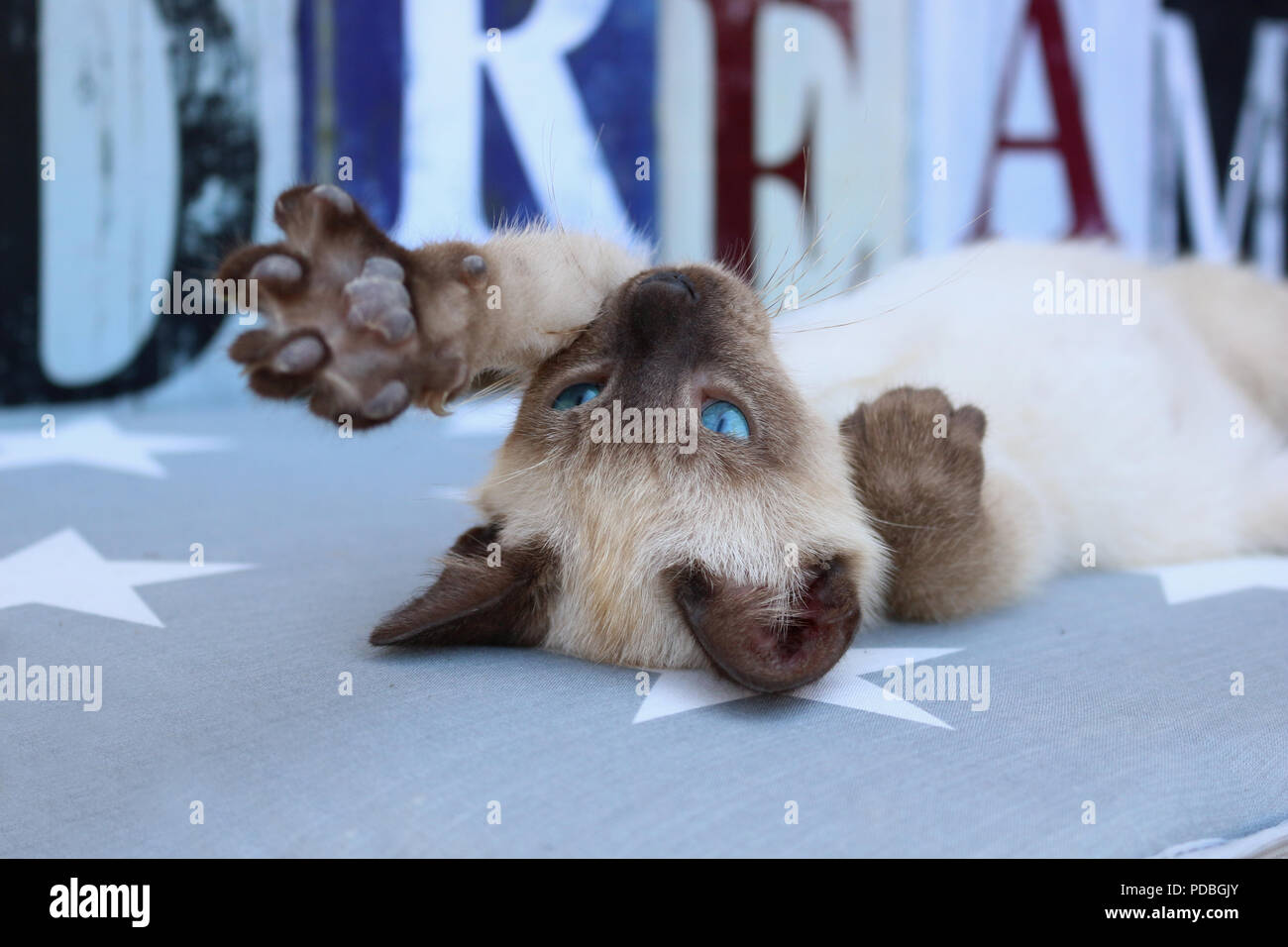 siamese kitten, thai, 7 weeks old, seal point, lies on his back and ...