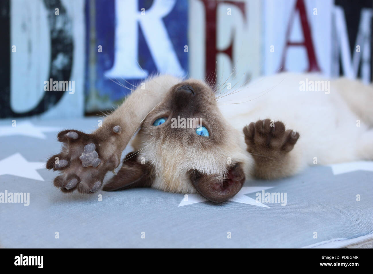 siamese kitten, thai, 7 weeks old, seal point, lies on his back and ...