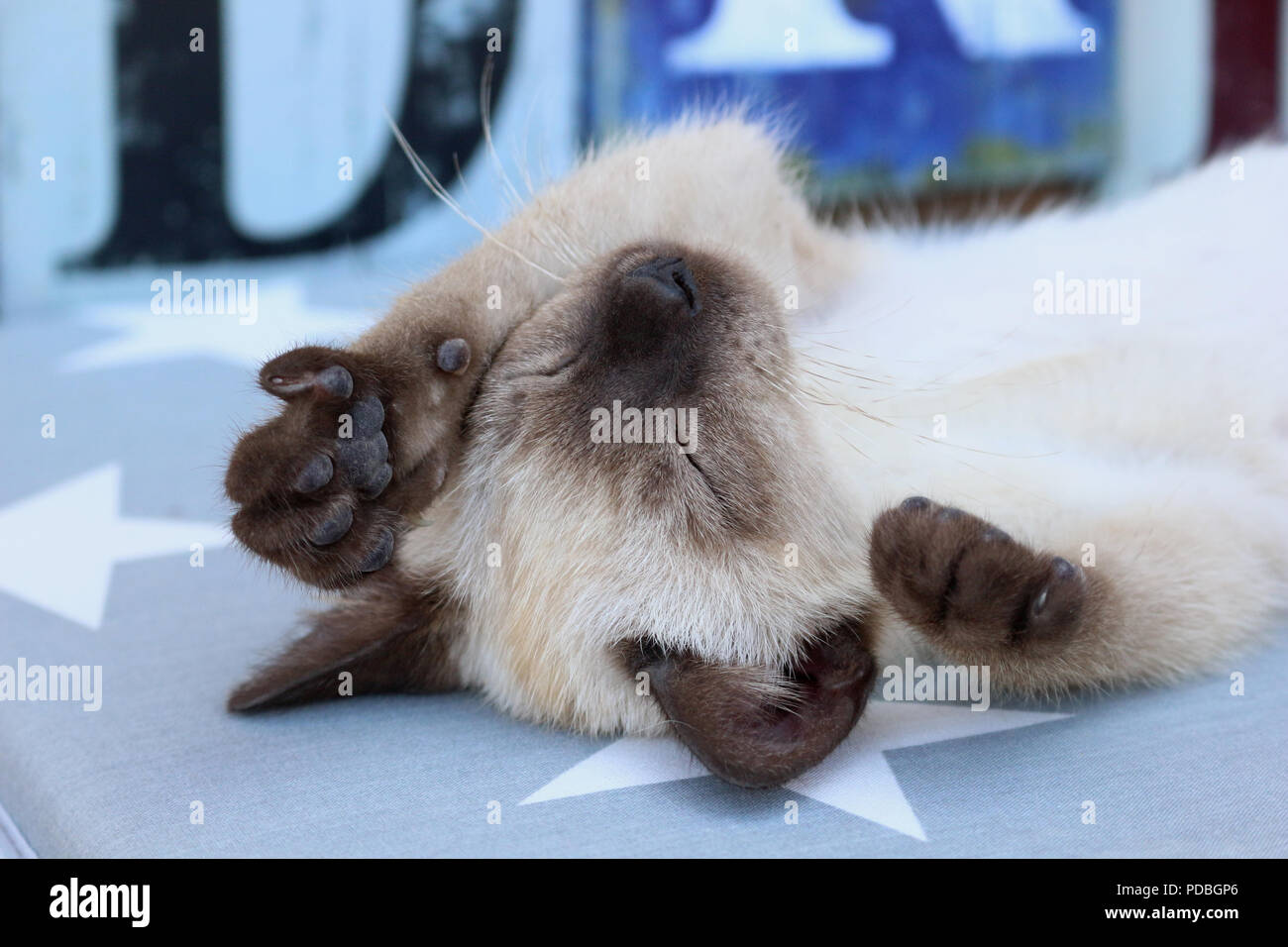 Sleeping siamese cat hi-res stock photography and images - Alamy