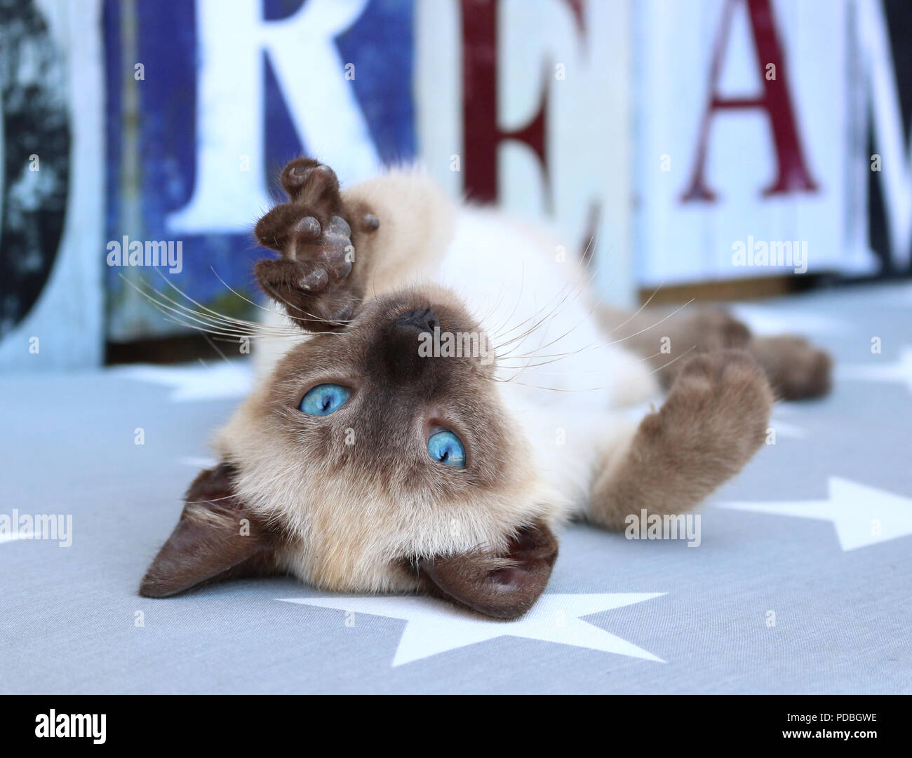 siamese kitten, thai, 7 weeks old, seal point, lies on his back and ...