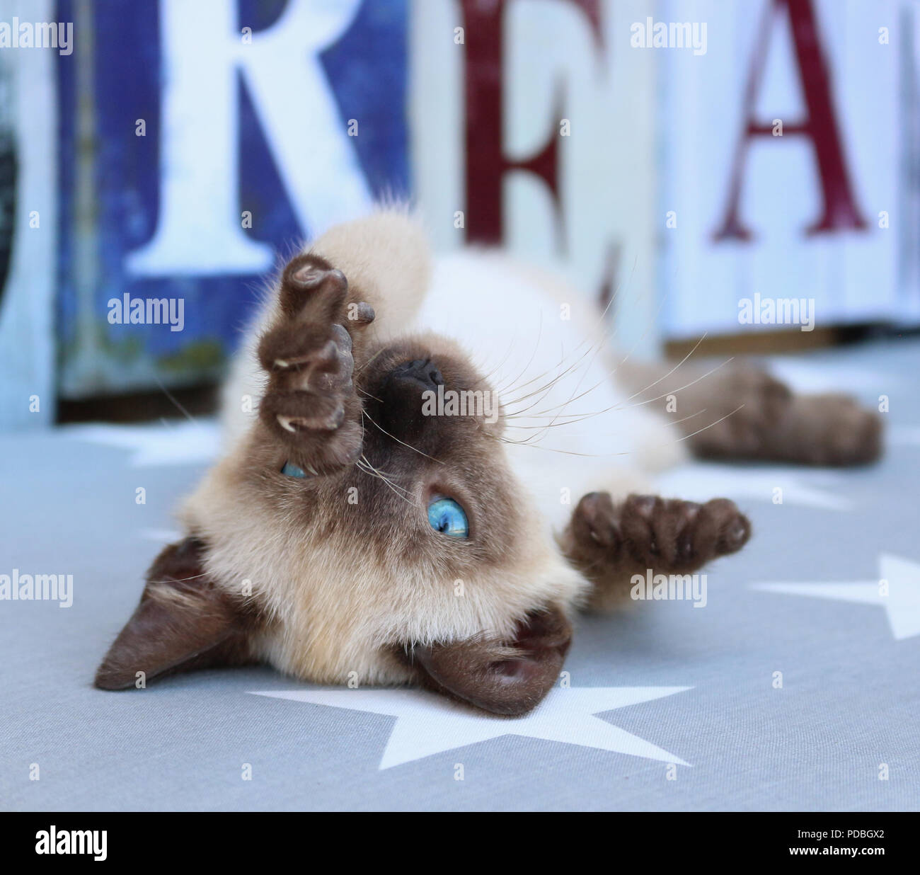 siamese kitten, thai, 7 weeks old, seal point, lies on his back and ...