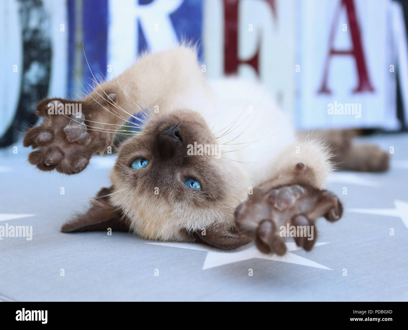 siamese kitten, thai, 7 weeks old, seal point, lies on his back and ...