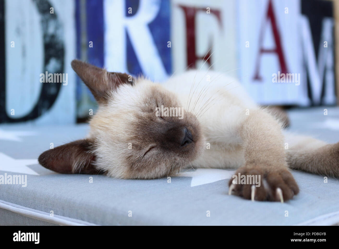 Sleepy Siamese Cat