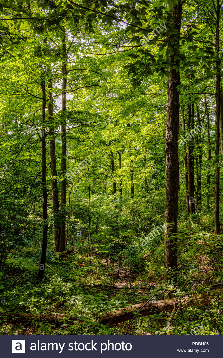 Eastern Deciduous Forest Stock Photos & Eastern Deciduous Forest Stock ...