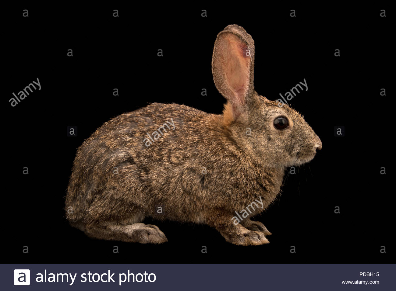 Californian Rabbit High Resolution Stock Photography and Images - Alamy