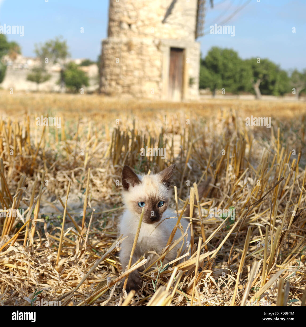 siamese kitten, thai, 7 weeks old, seal point Stock Photo - Alamy