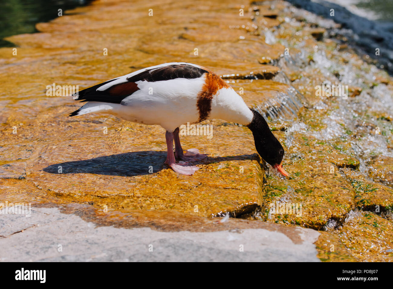 Side view of duck hi-res stock photography and images - Alamy