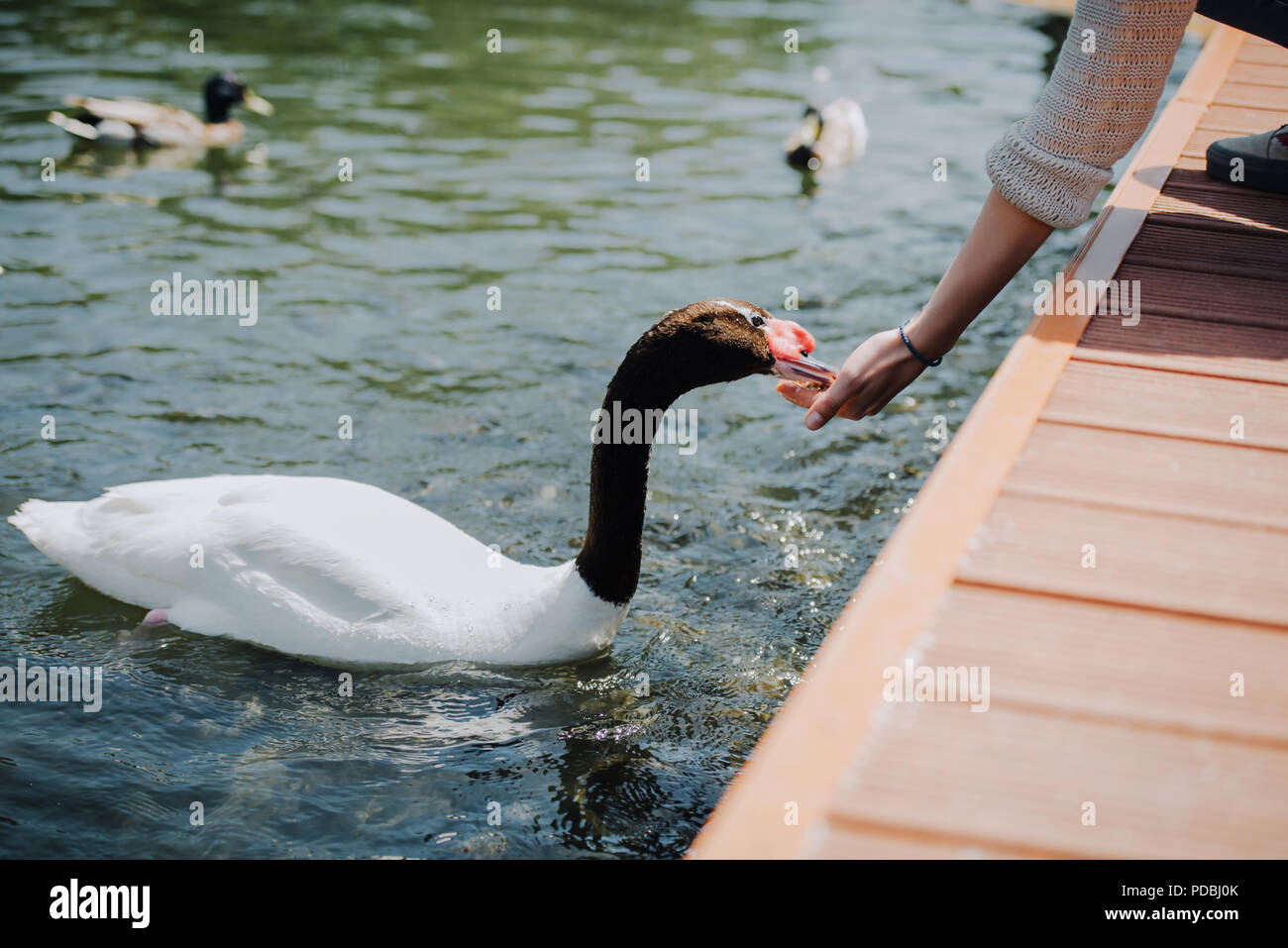 Woman feeding swan hi-res stock photography and images - Alamy
