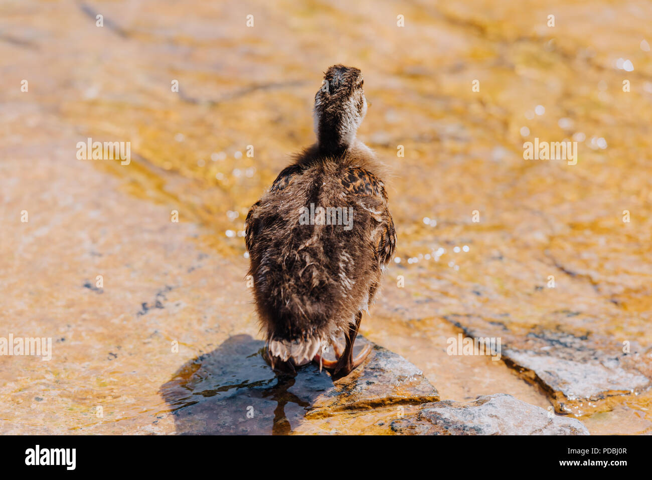 rear view of duckling walking near pond during daytime Stock Photo - Alamy