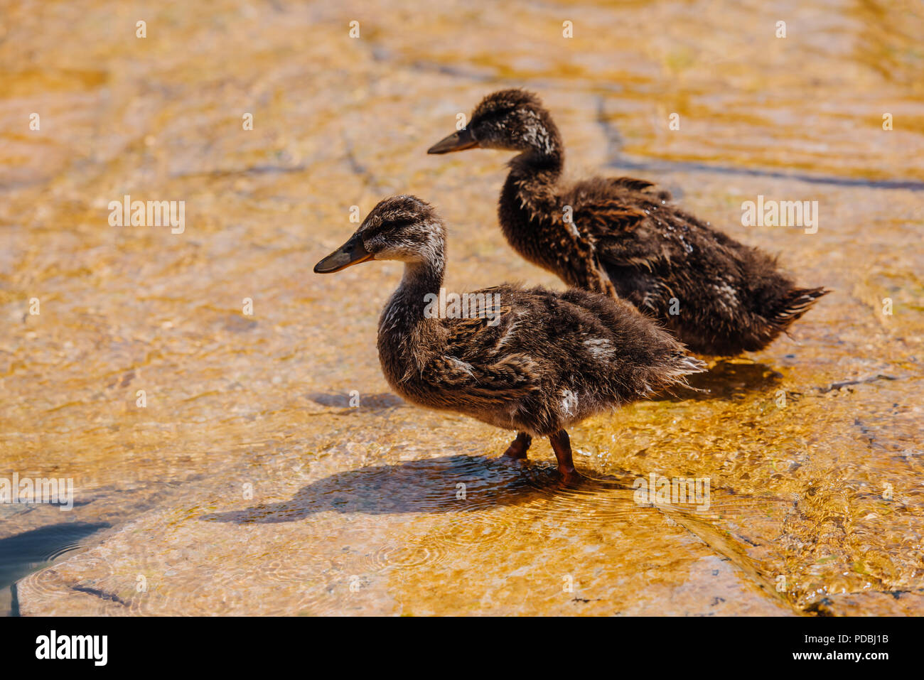 Ducklings walking hi-res stock photography and images - Alamy