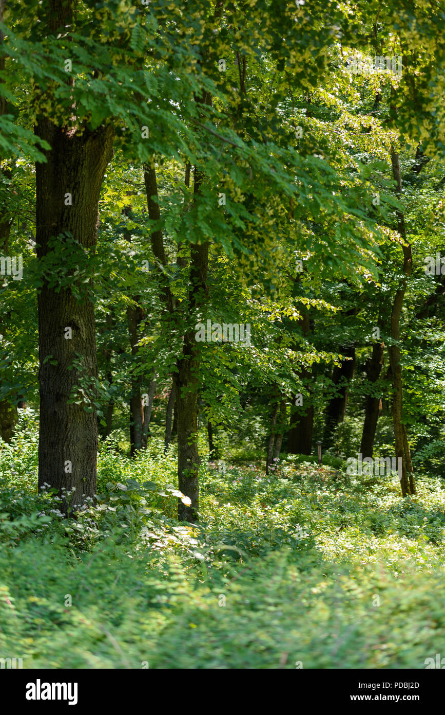 selective focus of green trees and grass with sunlight in forest Stock ...