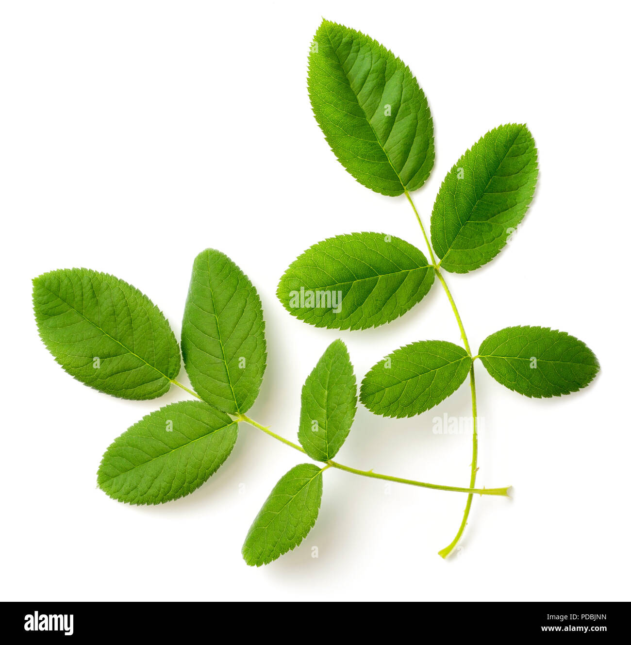 fresh rose leaves isolated on the white background Stock Photo - Alamy
