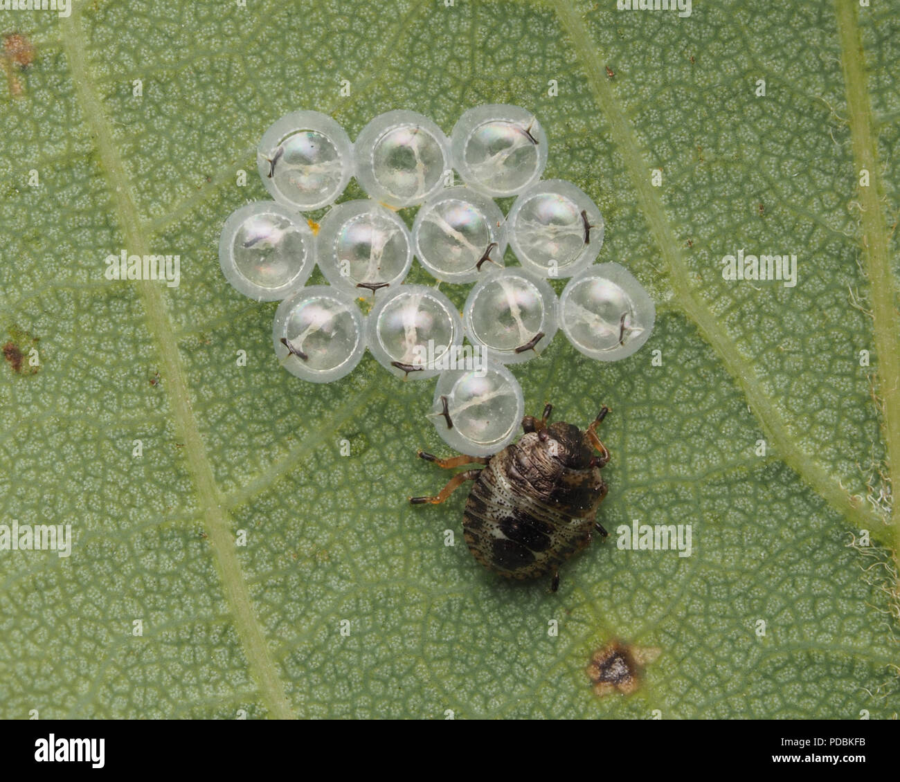 Hatched insect eggs hi-res stock photography and images - Alamy