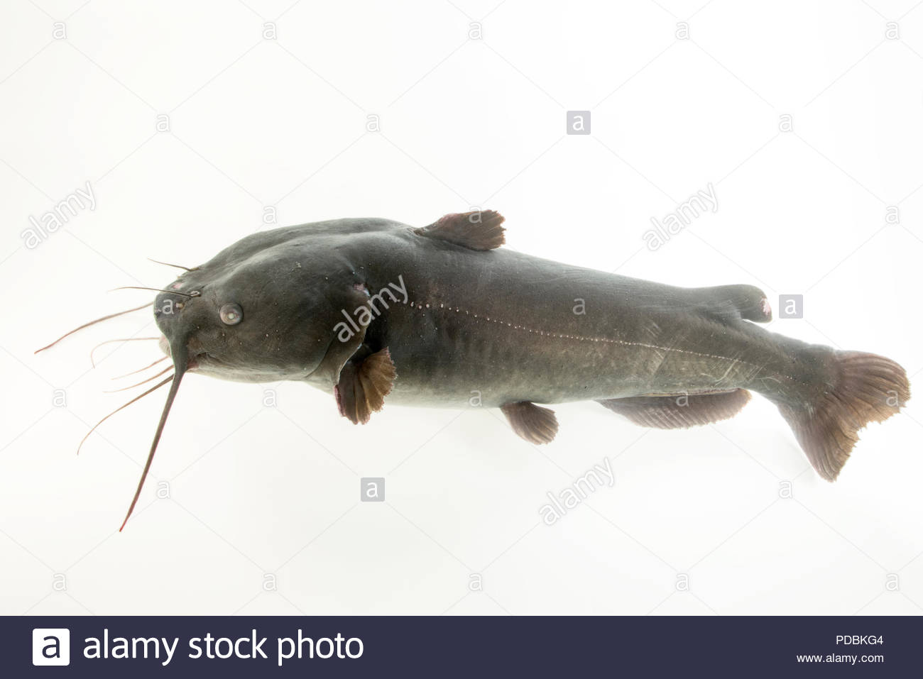 Yaqui High Resolution Stock Photography and Images - Alamy