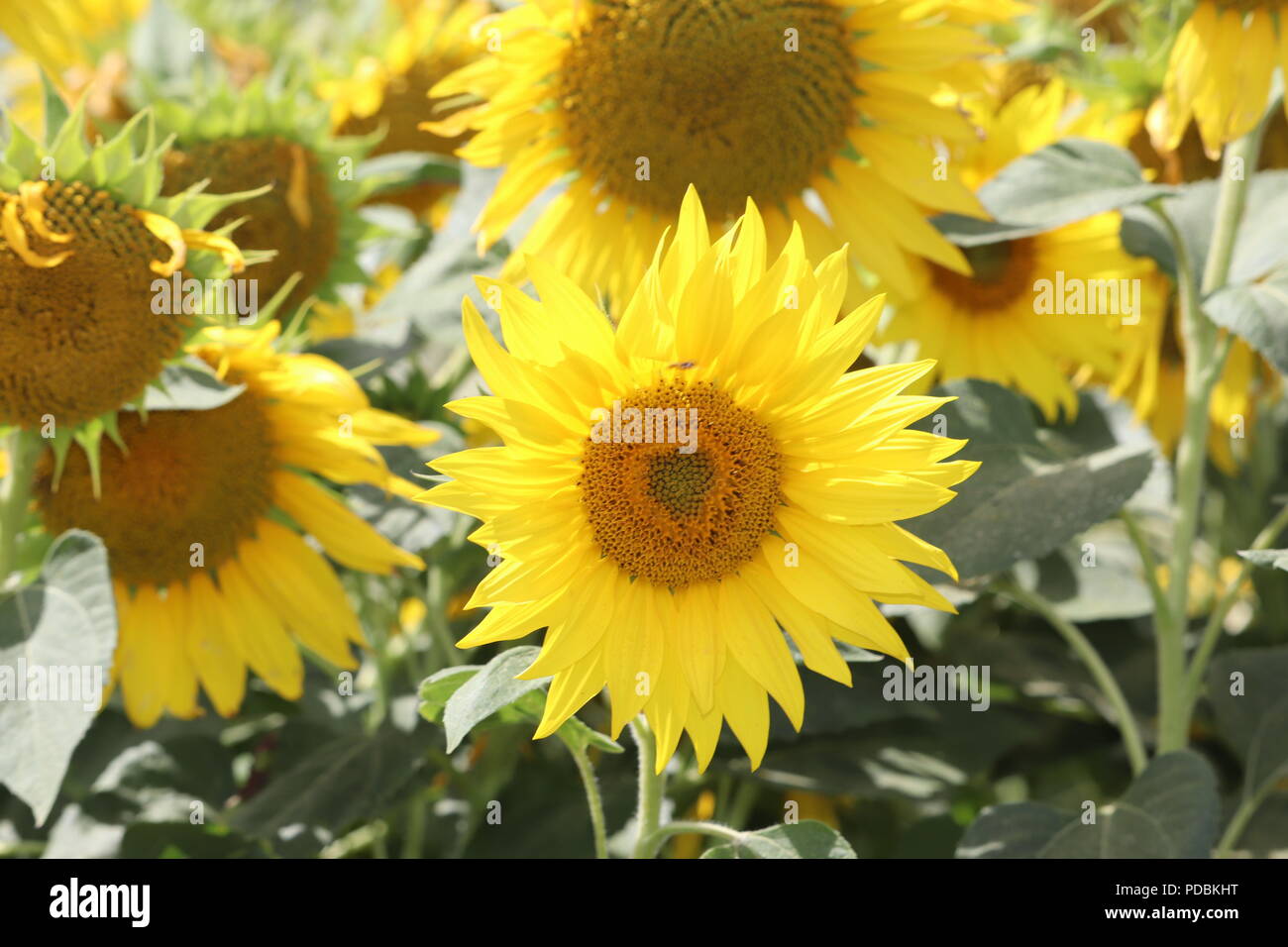 Sunflower maze hi-res stock photography and images - Alamy