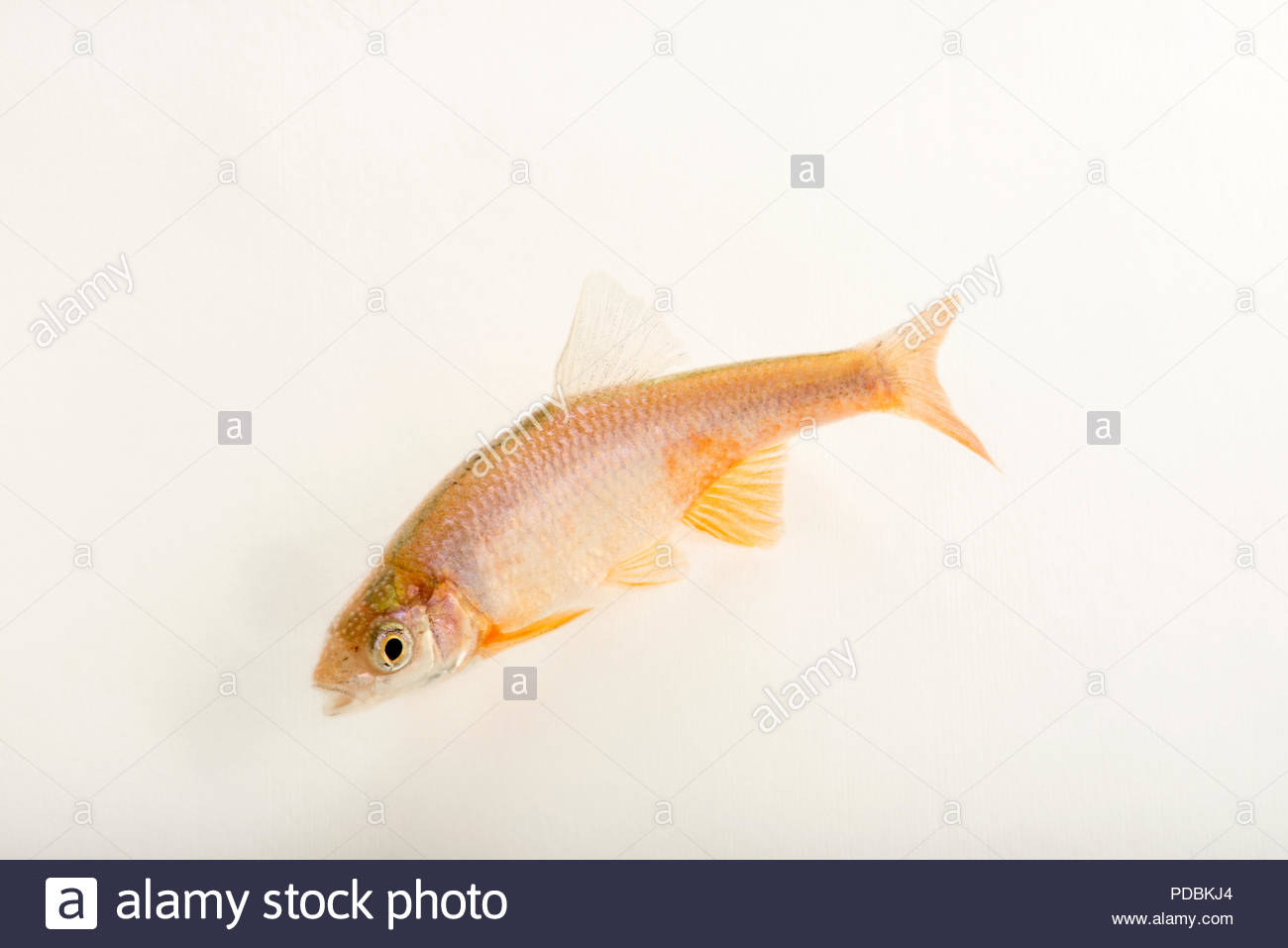 Shiner Fish Stock Photos & Shiner Fish Stock Images - Alamy