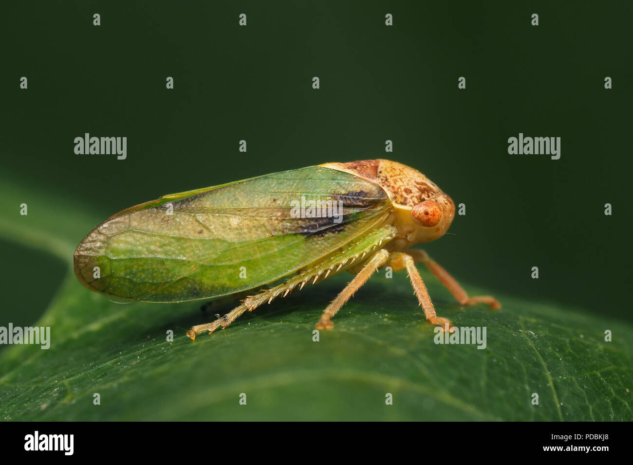 Iassus lanio leafhopper resting on oak leaf. Tipperary, Ireland Stock ...